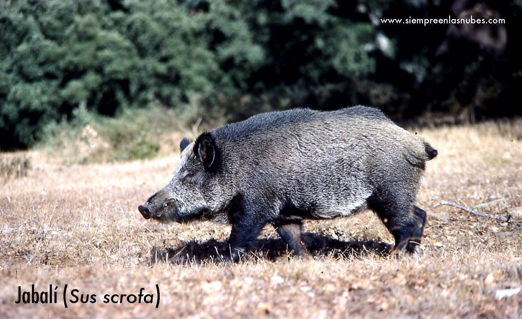 Fauna que puede verse desde el globo: El jabalí - Siempre en las Nubes